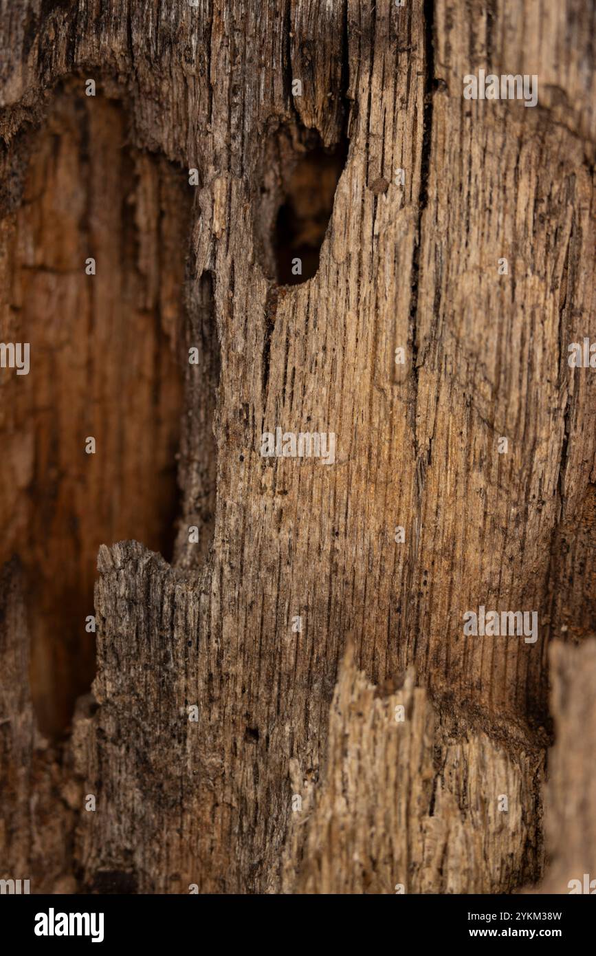 Wood green tunnels hi-res stock photography and images - Alamy