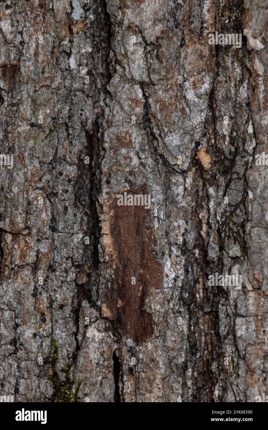 texture of tree bark with gray, brown and tan colors, background photo ...