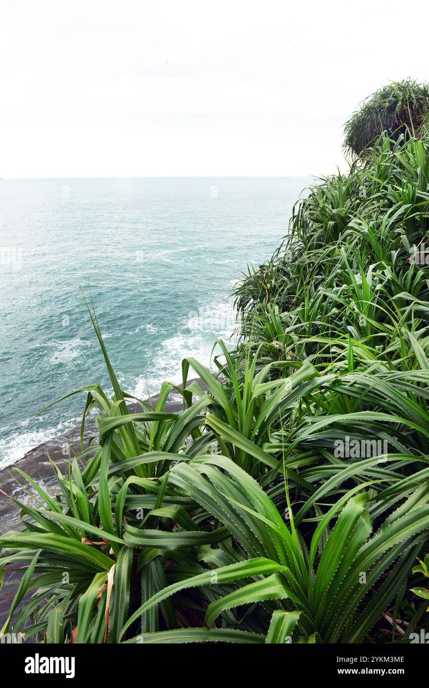 Screwpine plants by the coast in Tung Ping Chau island in Hong Kong ...
