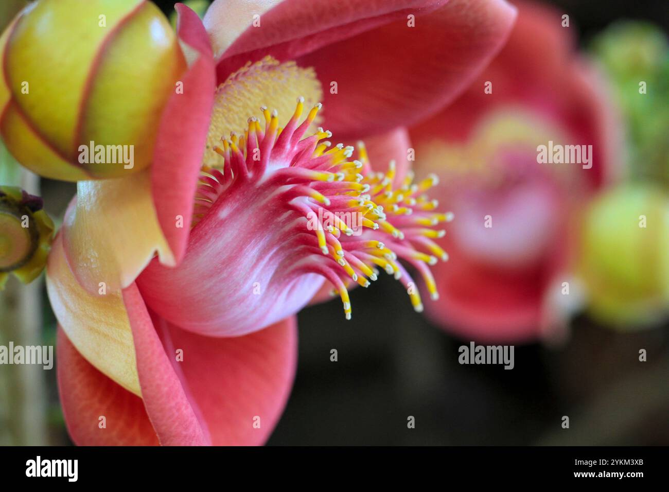 Couroupita guianensis, known by a variety of common names including ...
