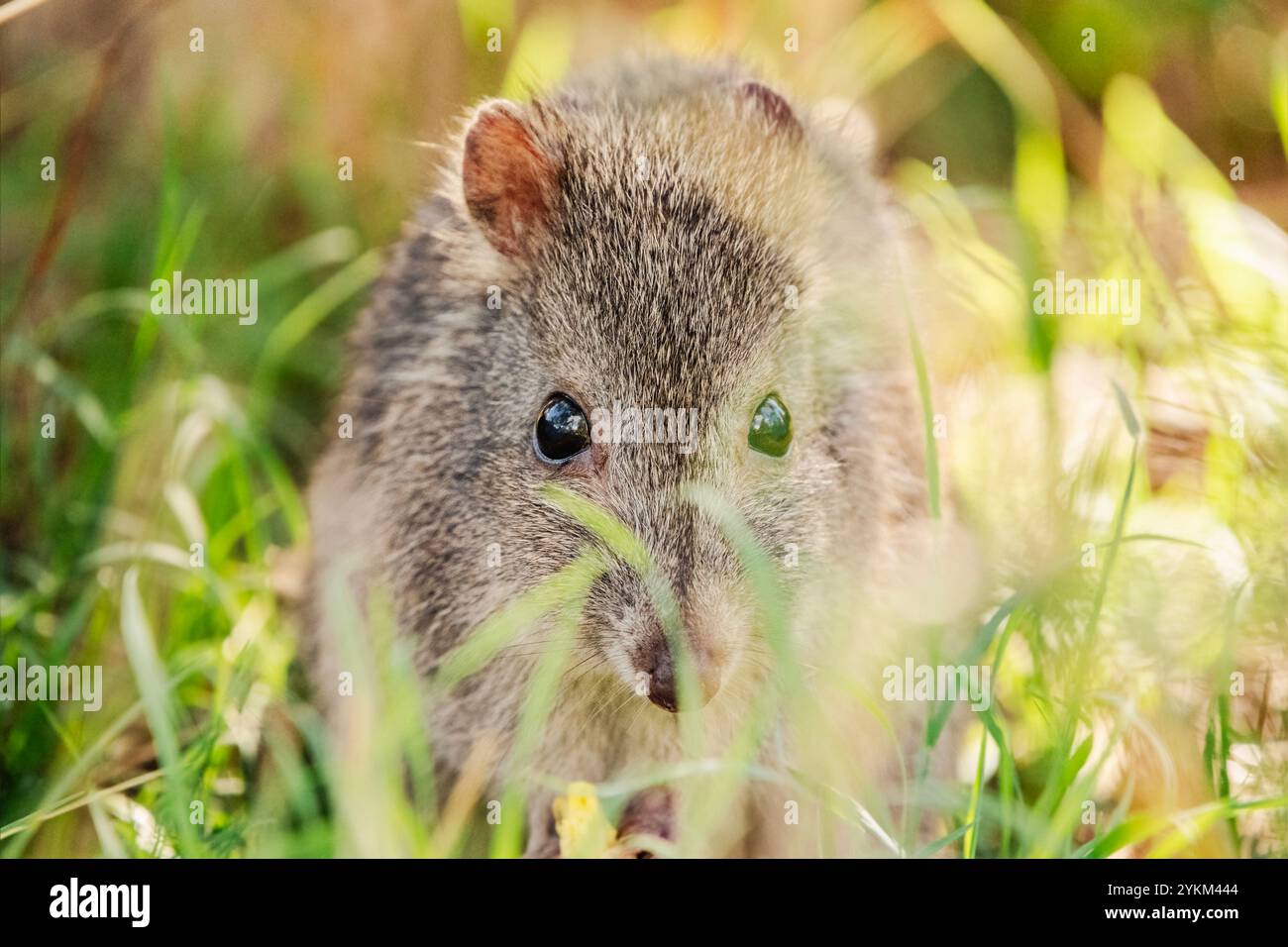 The long-nosed potoroo is a small, hopping mammal native to forests and ...
