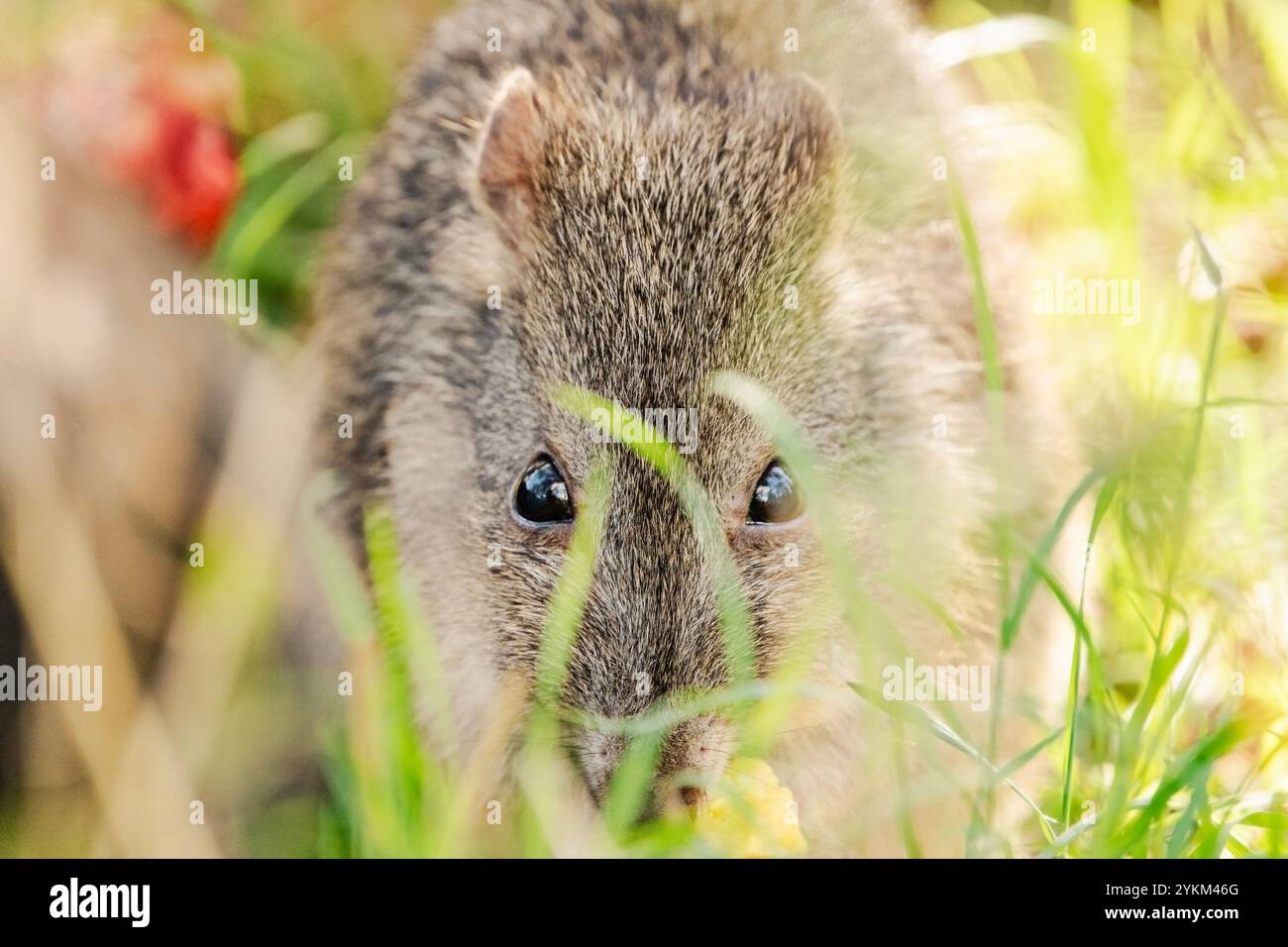 The long-nosed potoroo is a small, hopping mammal native to forests and ...