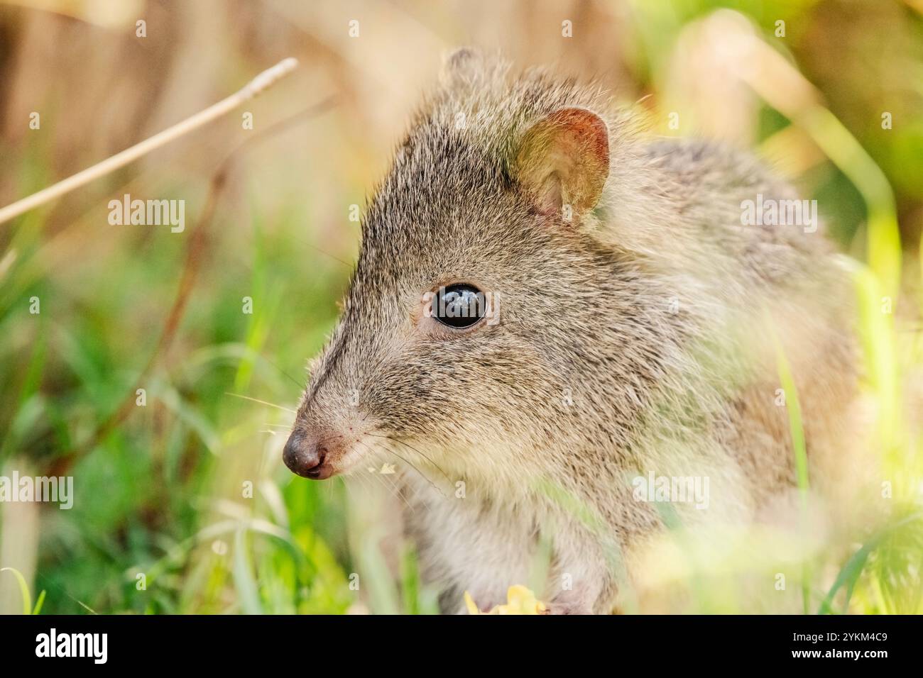 The long-nosed potoroo is a small, hopping mammal native to forests and ...