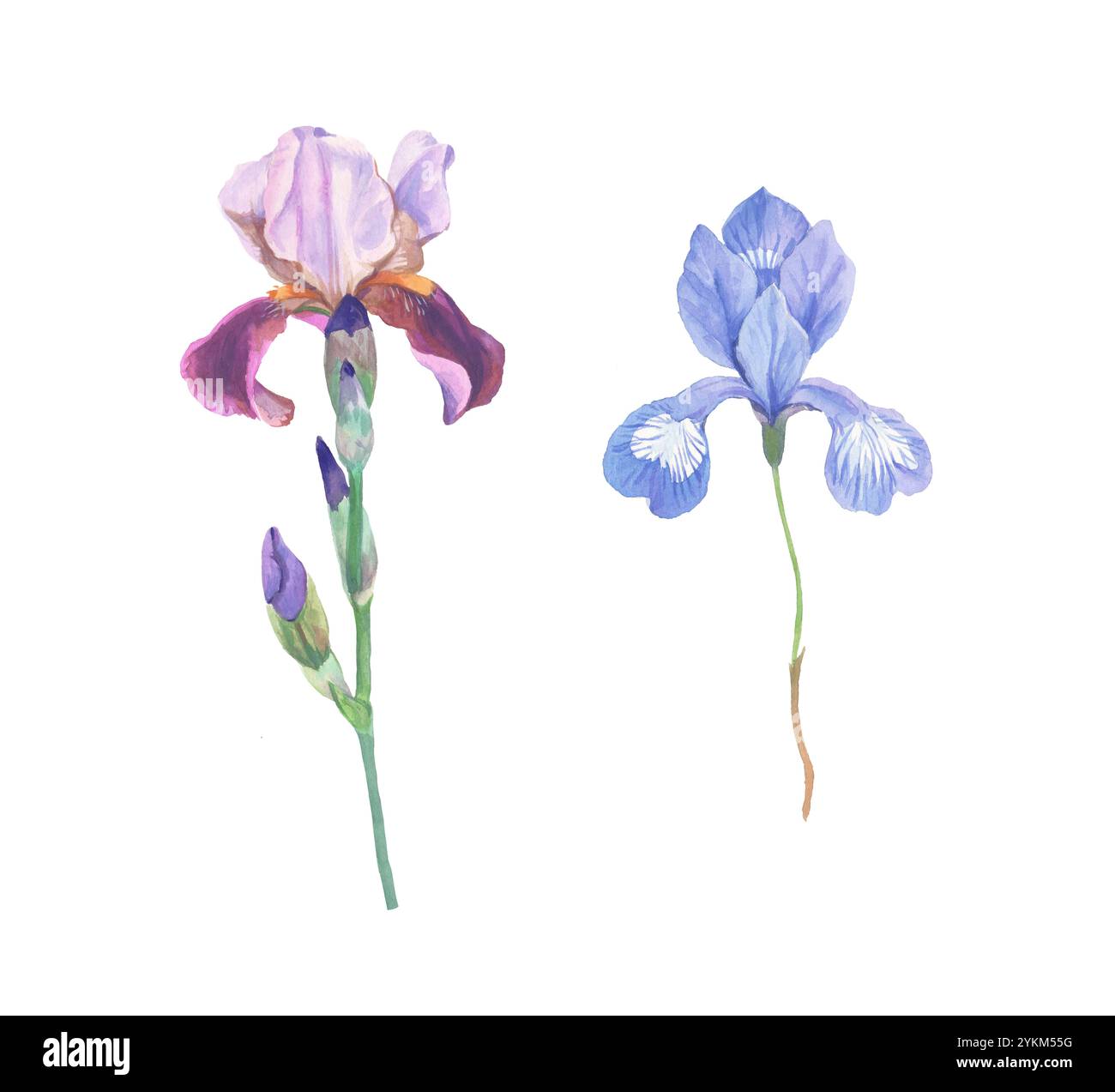 Set of two purple irises isolated on white background. Watercolor hand ...