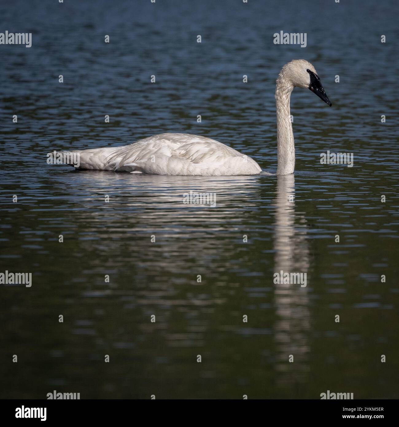 Adult Swan Reflects In The Rippling Waters Of Grebe Lake in Yellowstone ...
