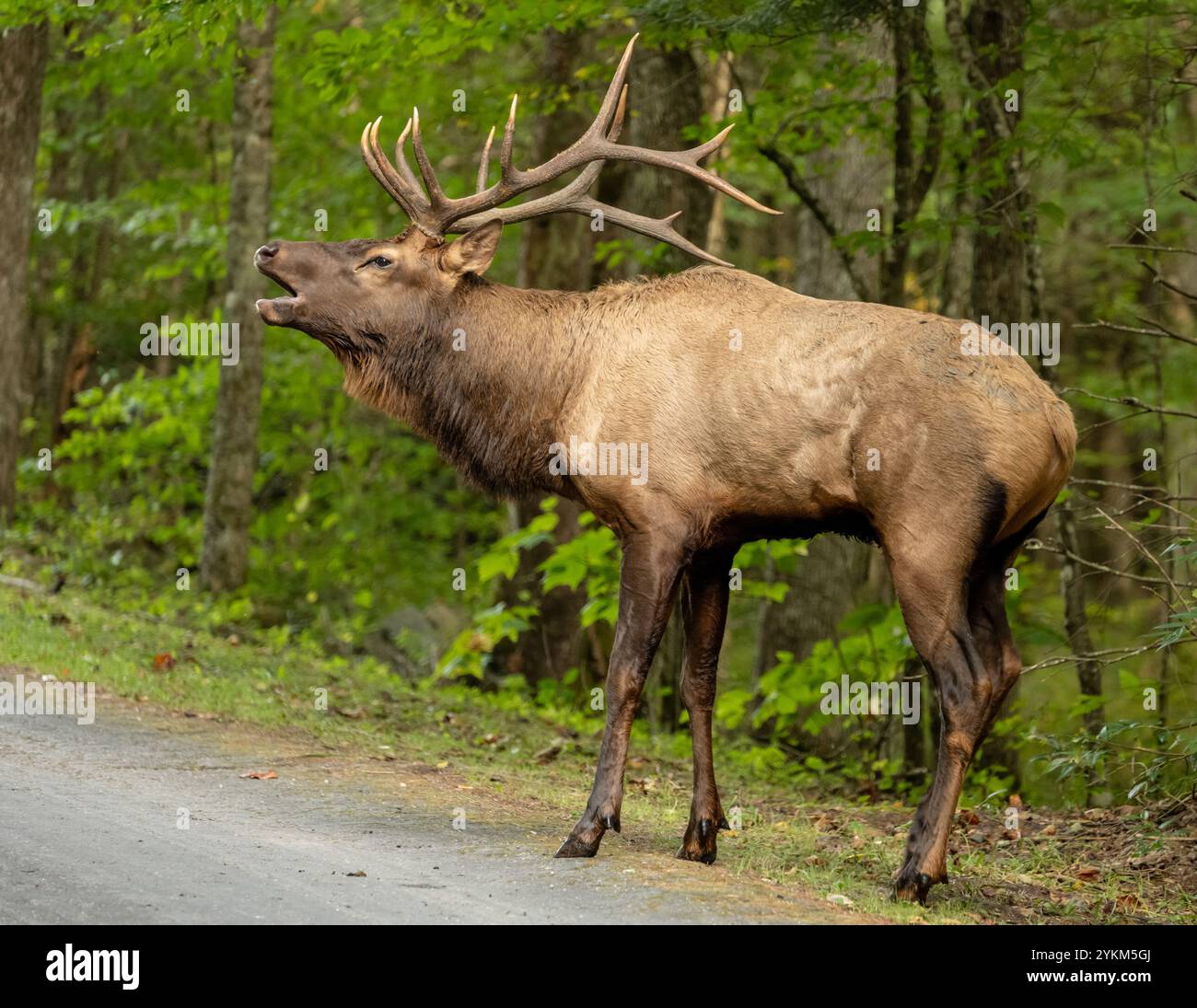 Bull Elk Bugles Along Roadside in Cataloochee Valley in the Smokies ...