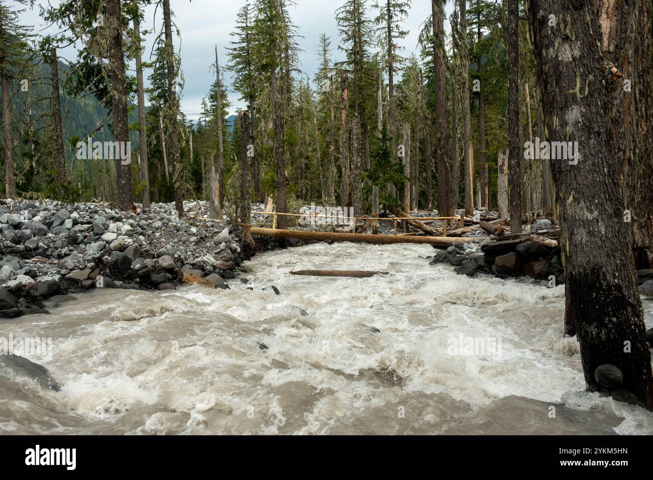 Carbon River Rushes Under Newly Installed Log Bridge In Summer in Mount ...
