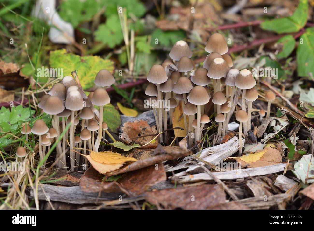 Mycena inclinata. Mycena inclinata, commonly known as the clustered ...