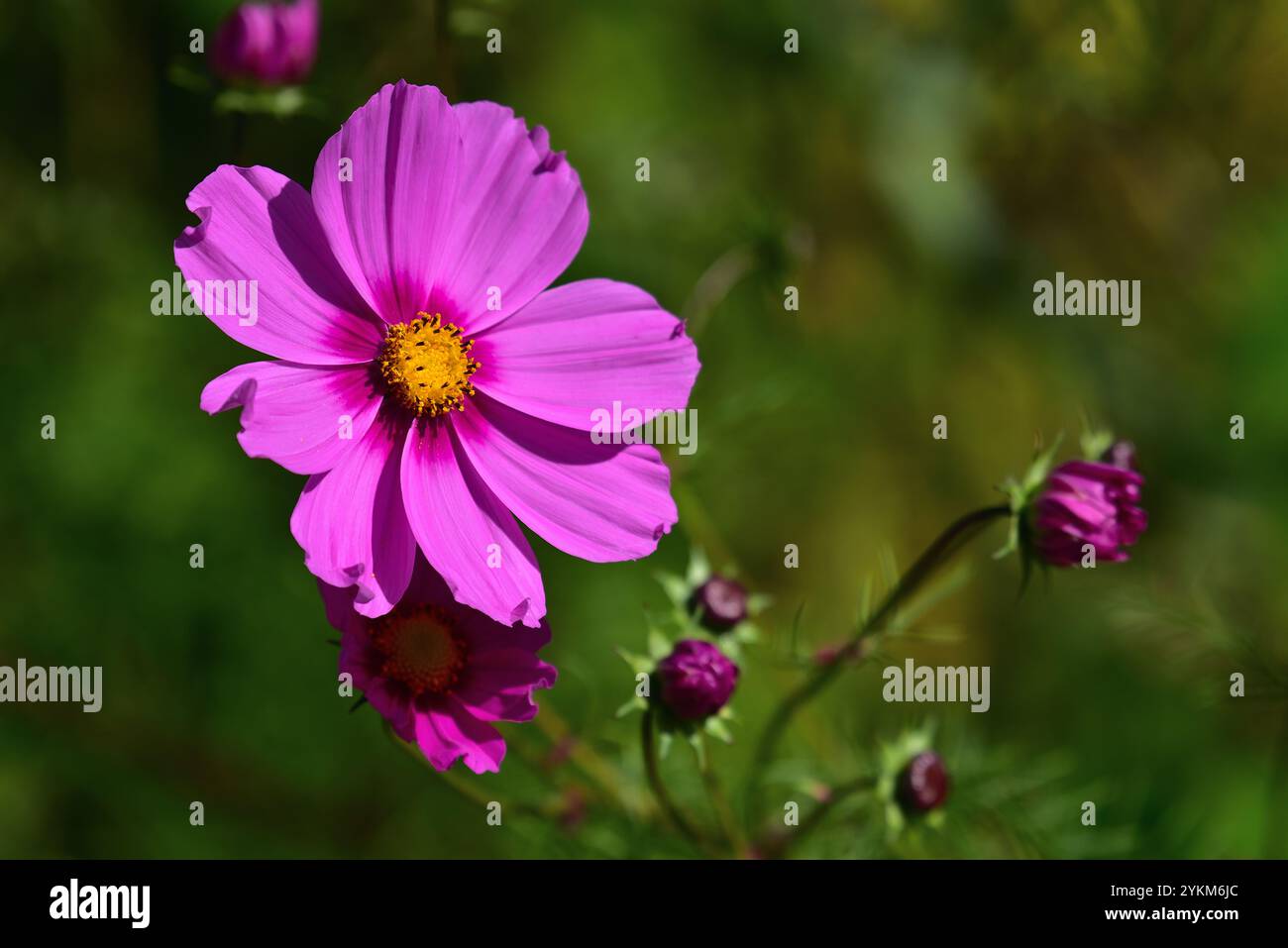 Cosmos daisy blooms hi-res stock photography and images - Alamy