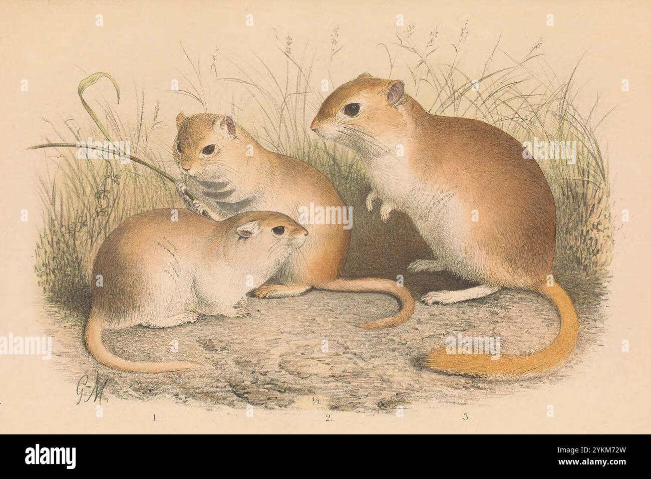 Meriones hi-res stock photography and images - Alamy