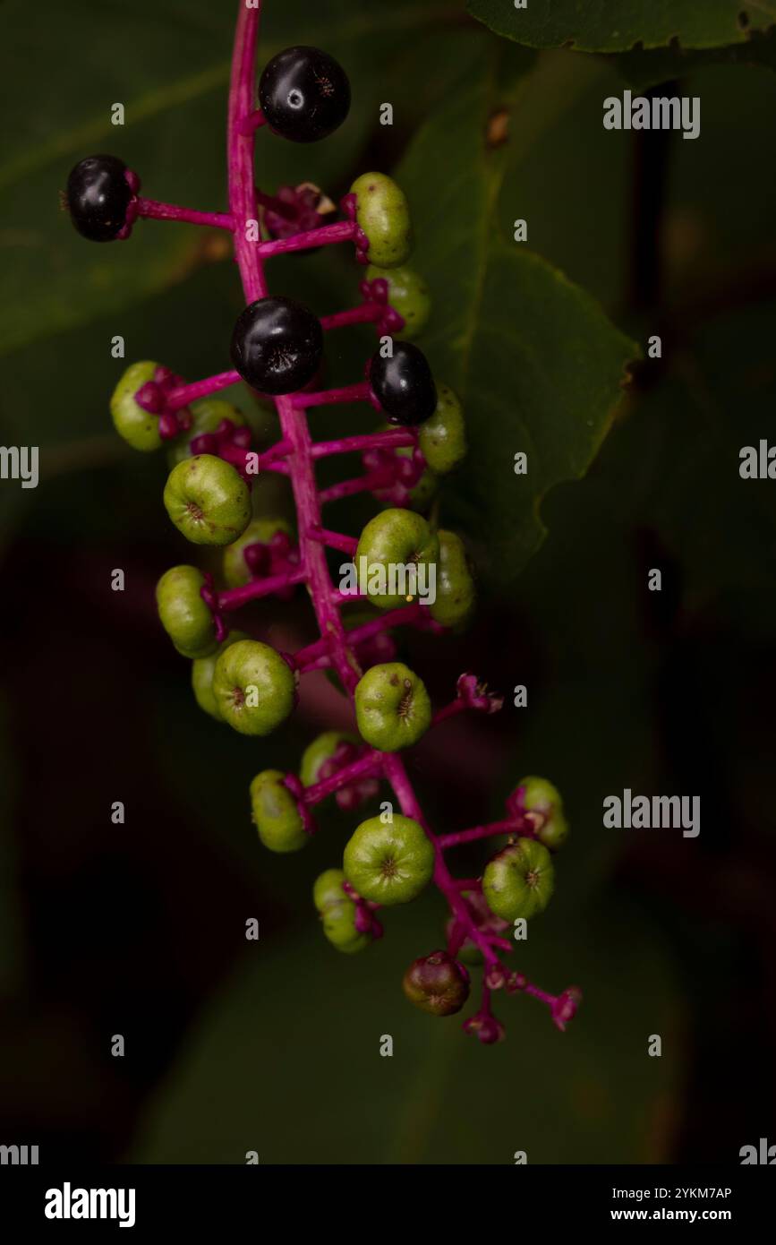 American Pokeweed also known as Pigeon Berry or Inkberry is an ...