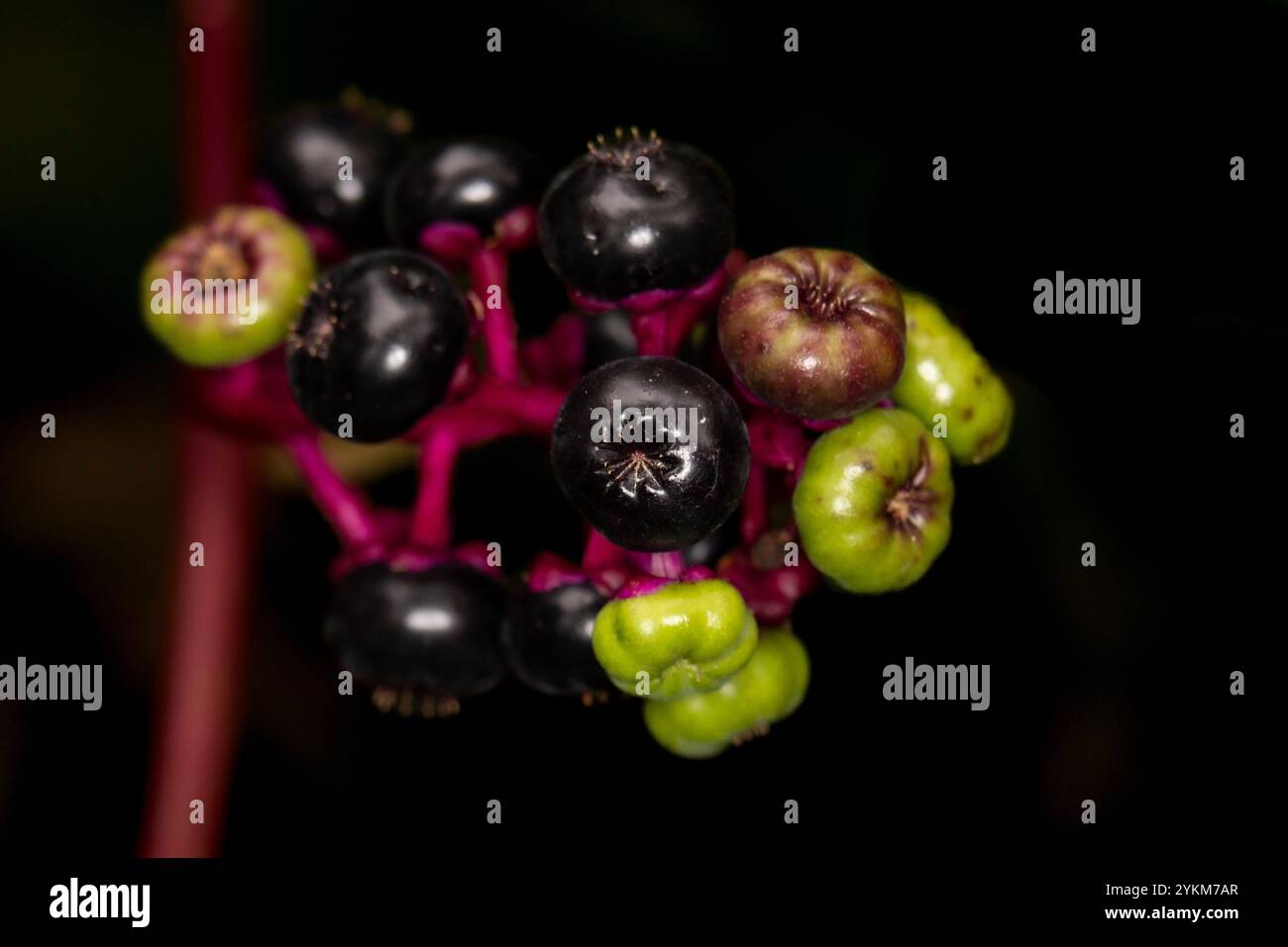 American Pokeweed also known as Pigeon Berry or Inkberry is an ...