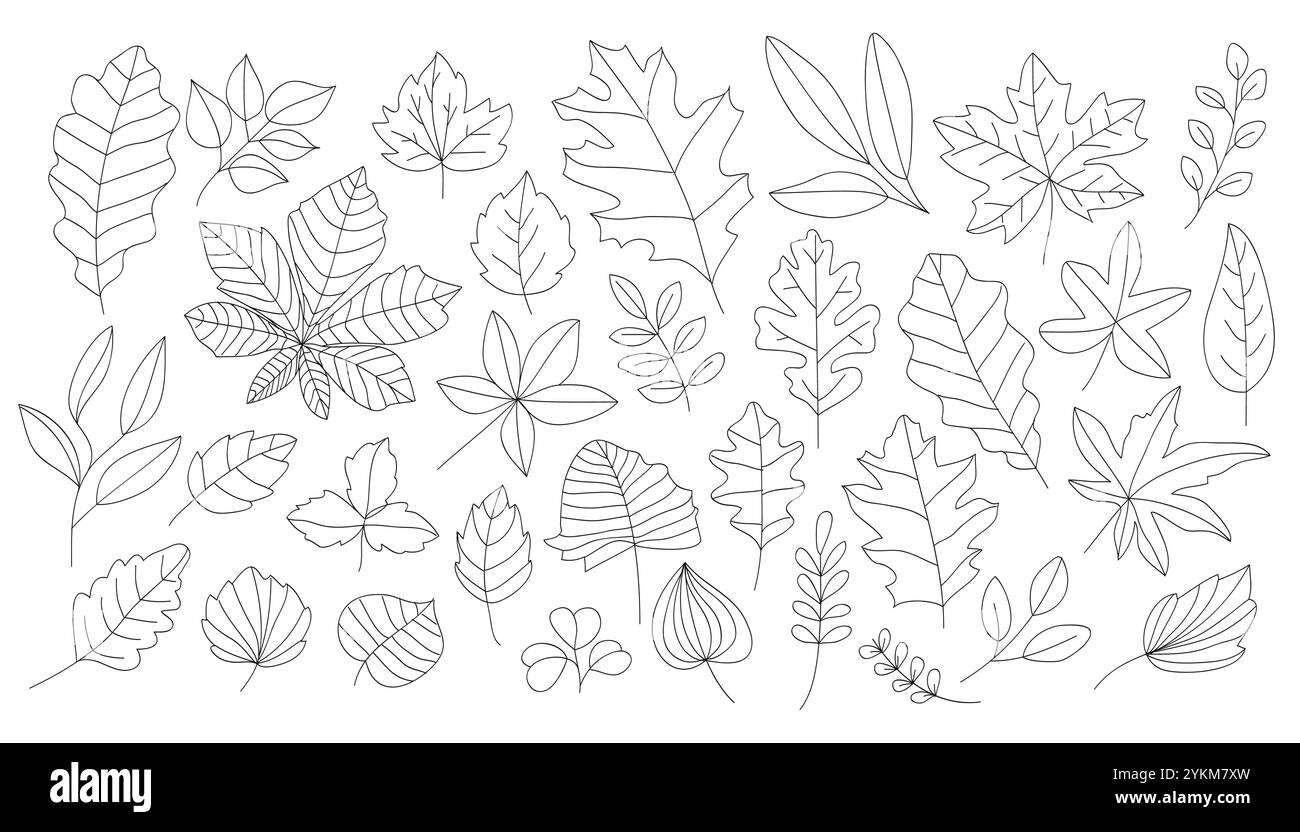 Hand drawn autumn leaves outline from different trees, oak, maple ...