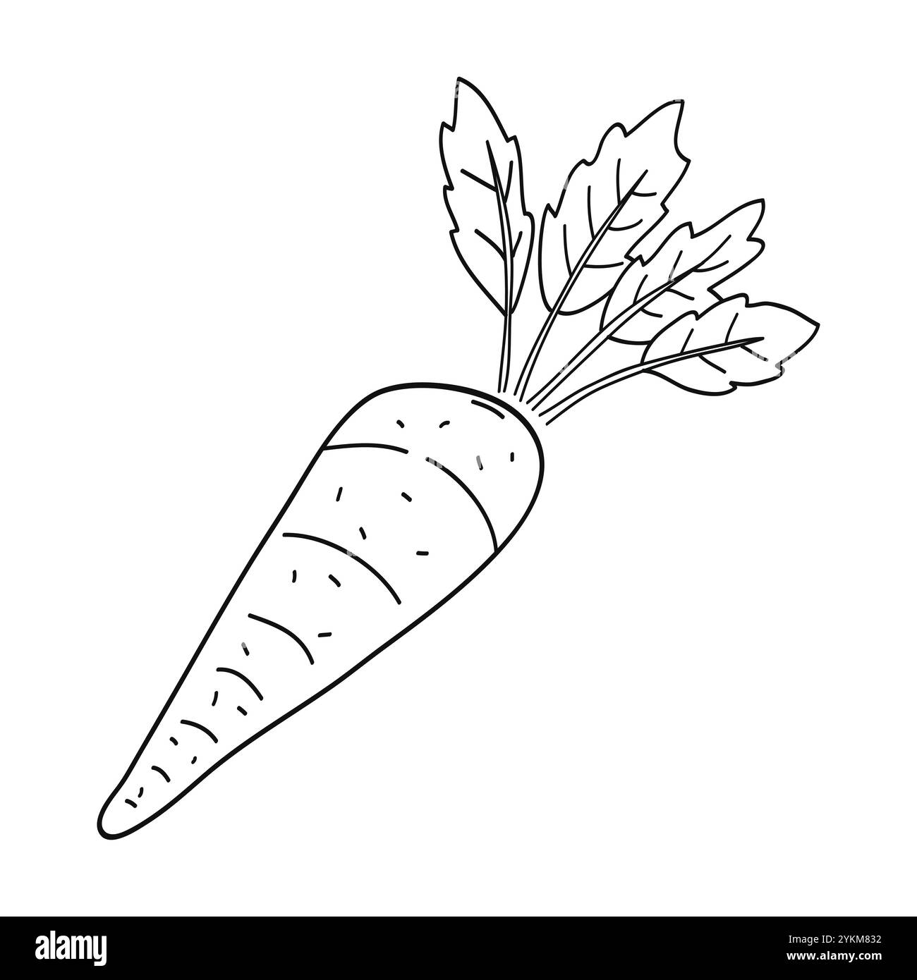 Line icon carrot hand drawn isolated on white background. Vector ...