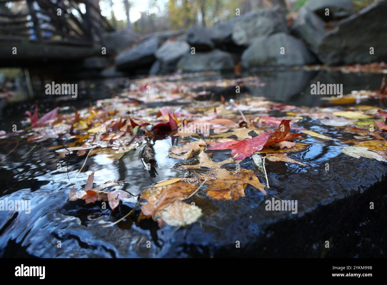 Autumn leaves fill the waterfall in the Loch in Central Park during a ...