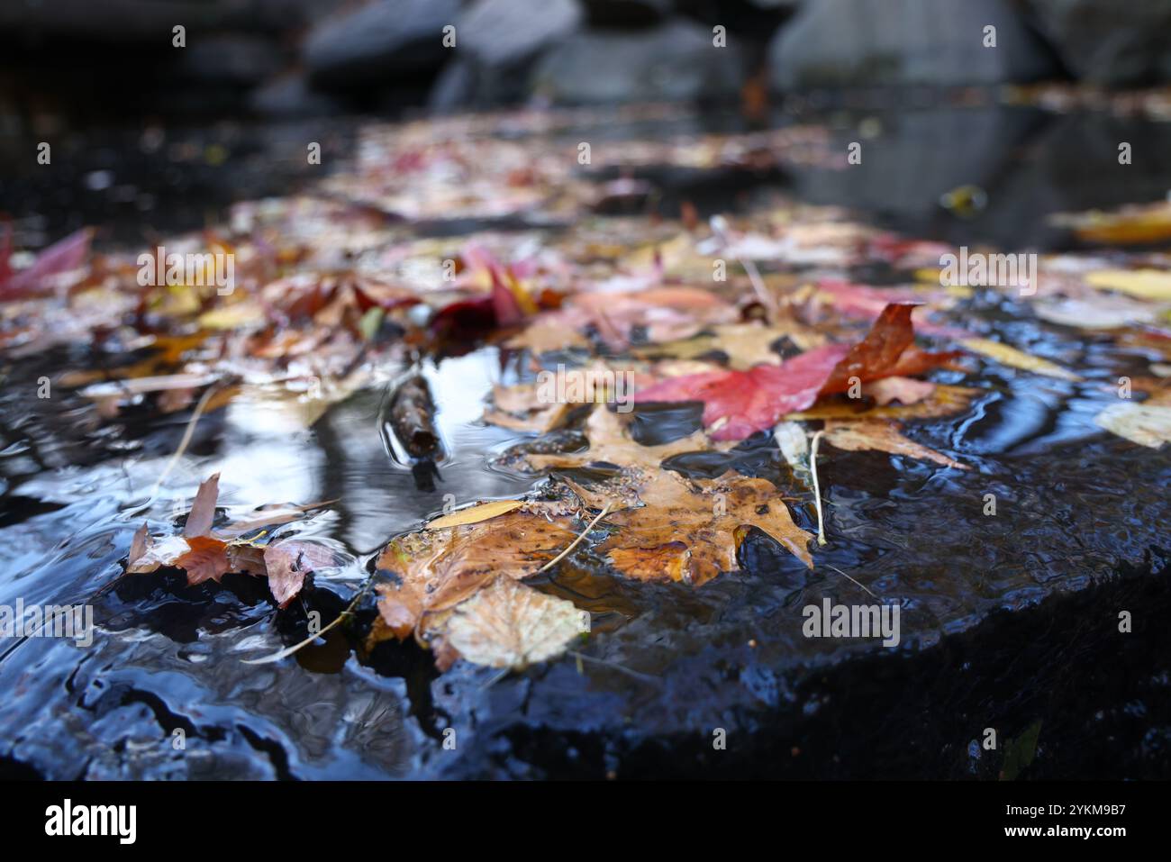 Autumn leaves fill the waterfall in the Loch in Central Park during a ...
