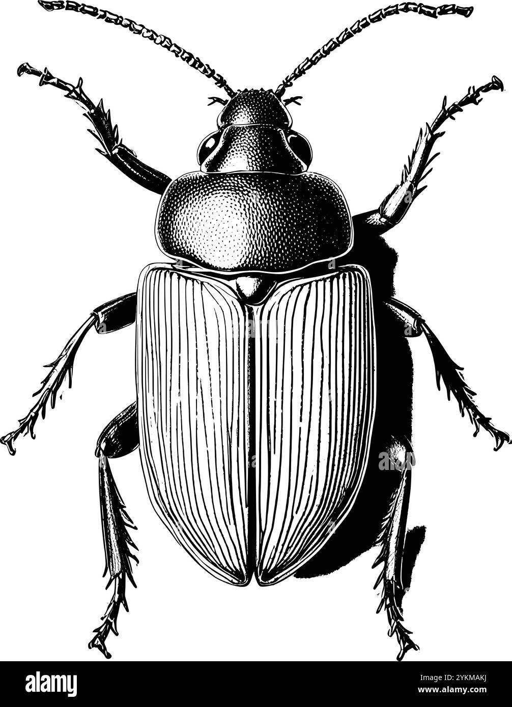 A detailed illustration of a beetle, showcasing its intricate body ...