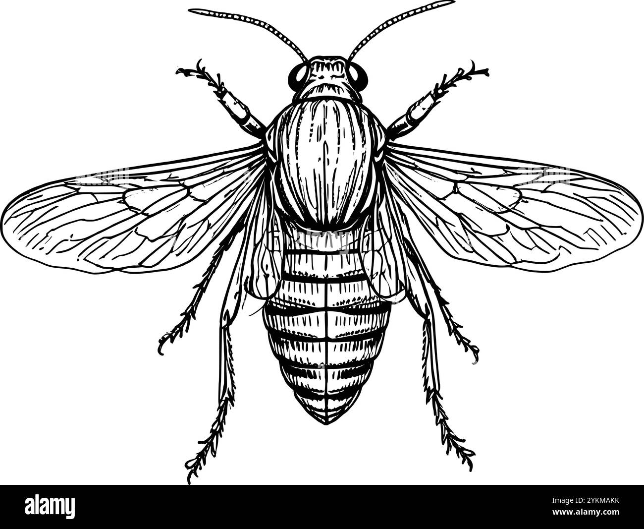 A detailed line drawing of a flying insect, likely a bee or wasp ...