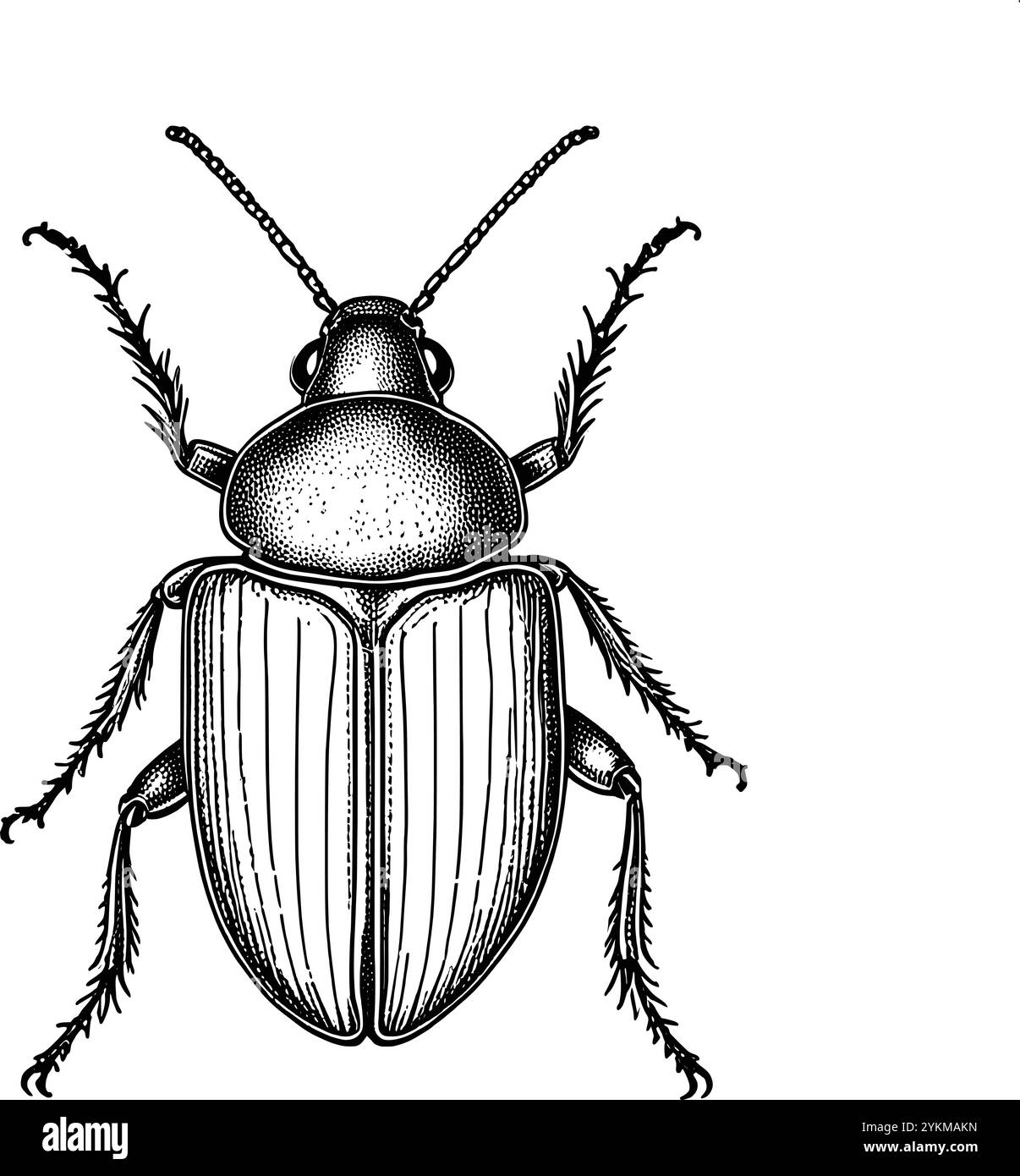 Beetle body structure hi-res stock photography and images - Alamy