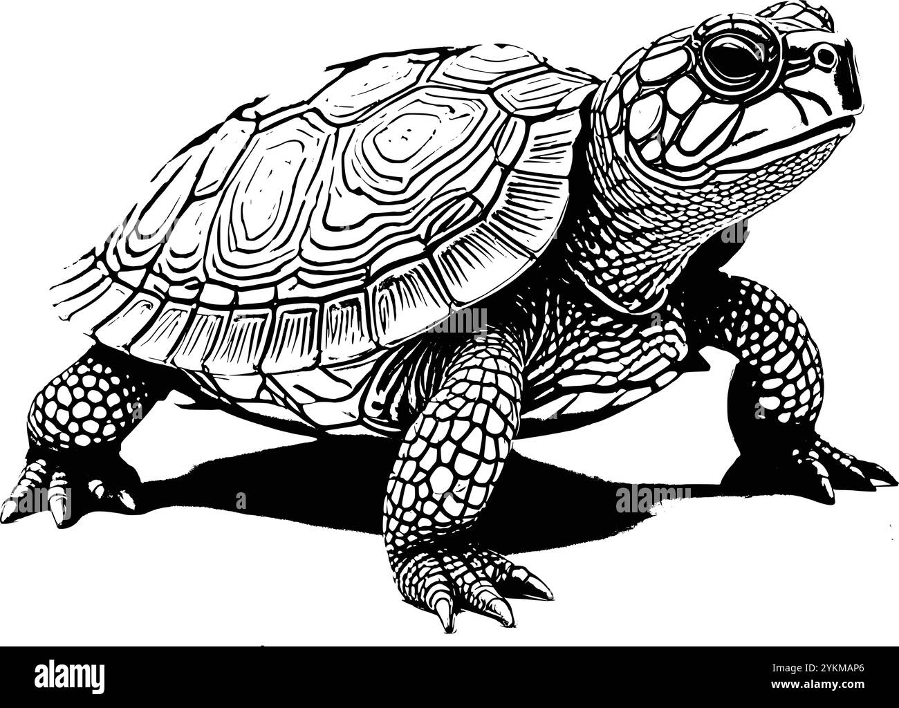 A detailed line drawing of a turtle, showcasing its hard shell and ...