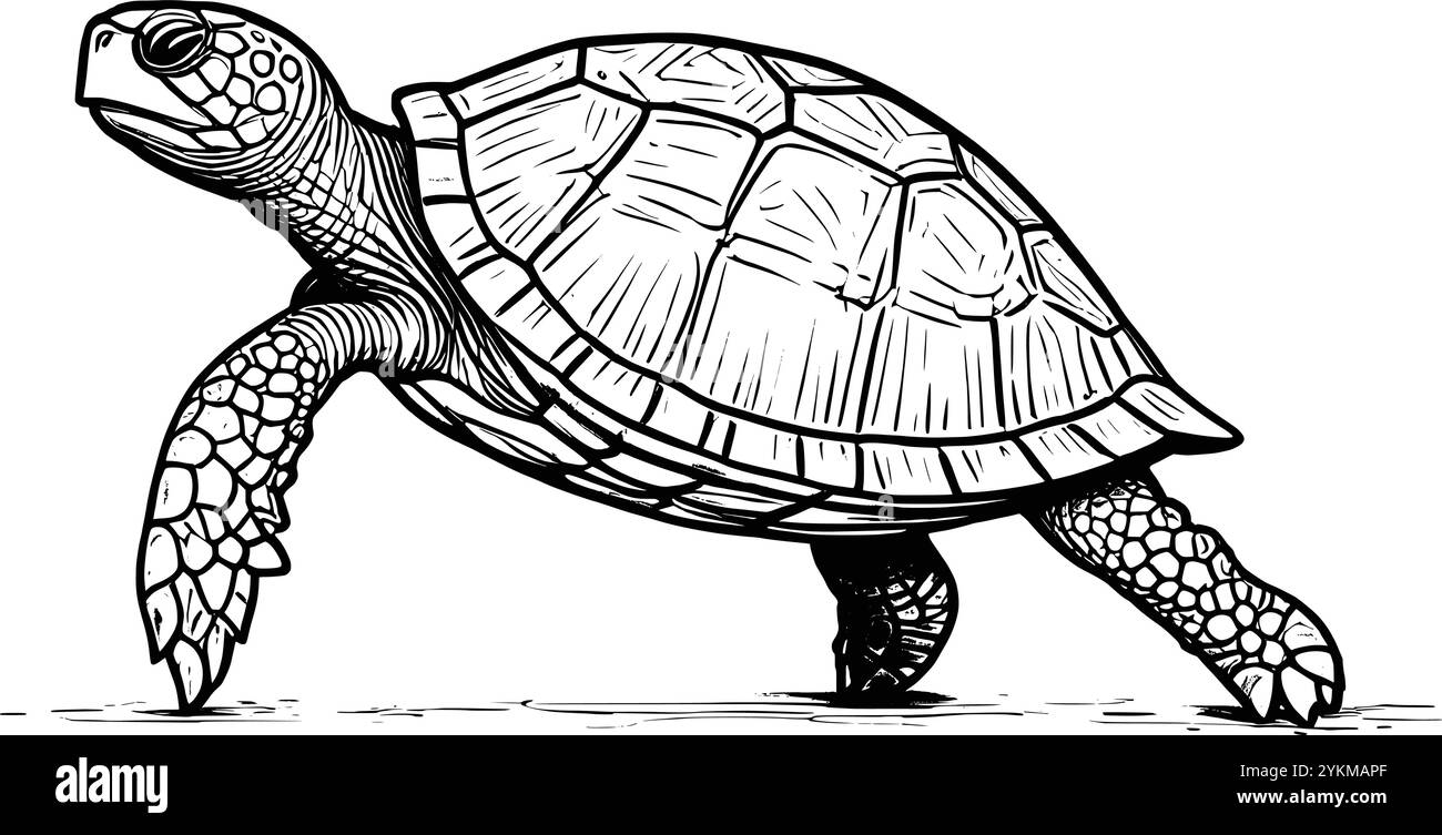 A detailed line drawing of a turtle, showcasing its hard shell and ...