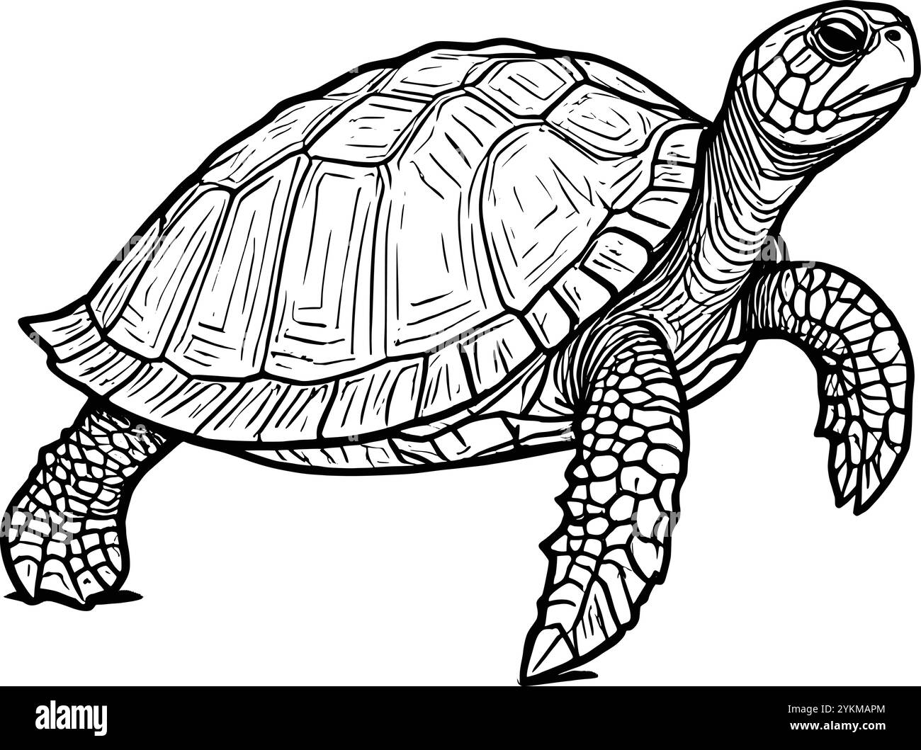A detailed line drawing of a turtle, showcasing its hard shell and ...