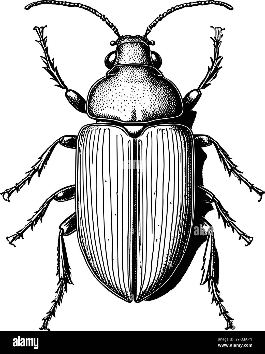 A detailed illustration of a beetle, showcasing its intricate body ...