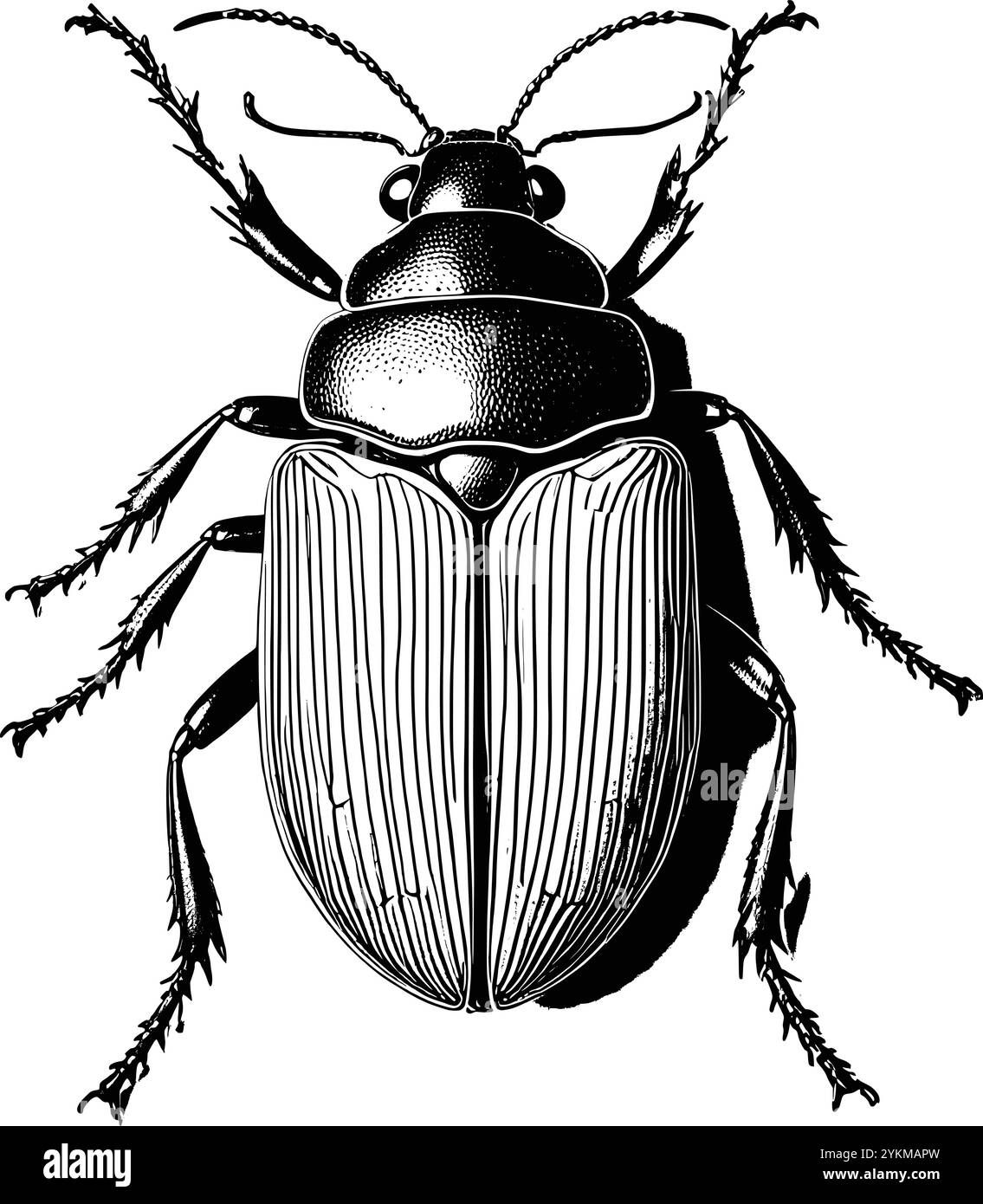 A detailed illustration of a beetle, showcasing its intricate body ...