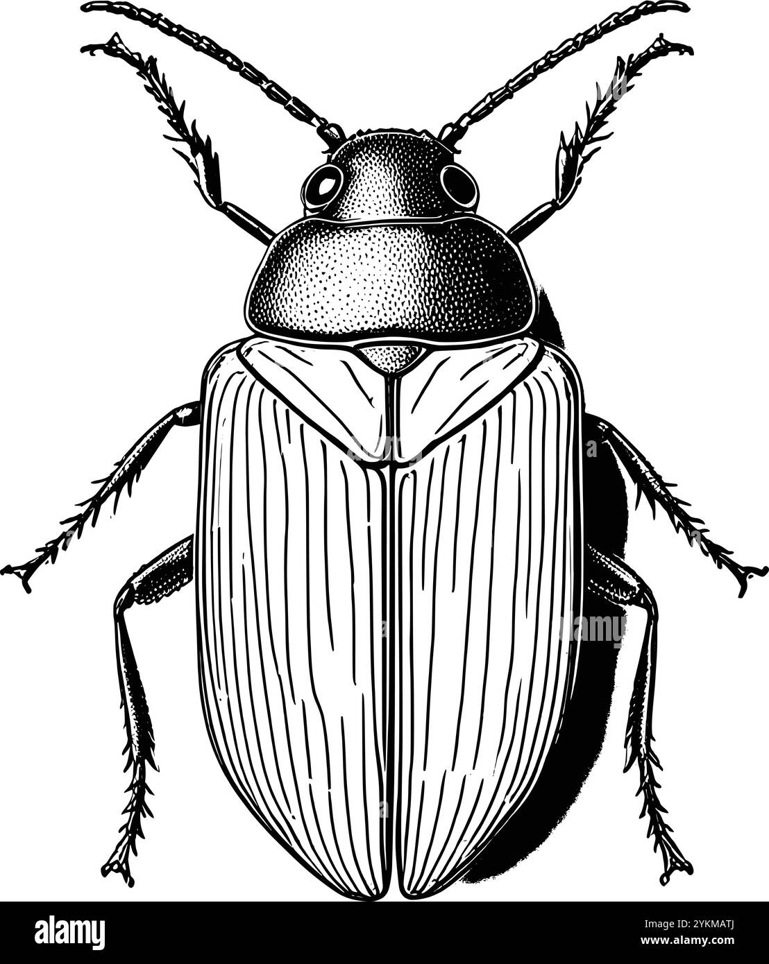 A detailed illustration of a beetle, showcasing its intricate body ...