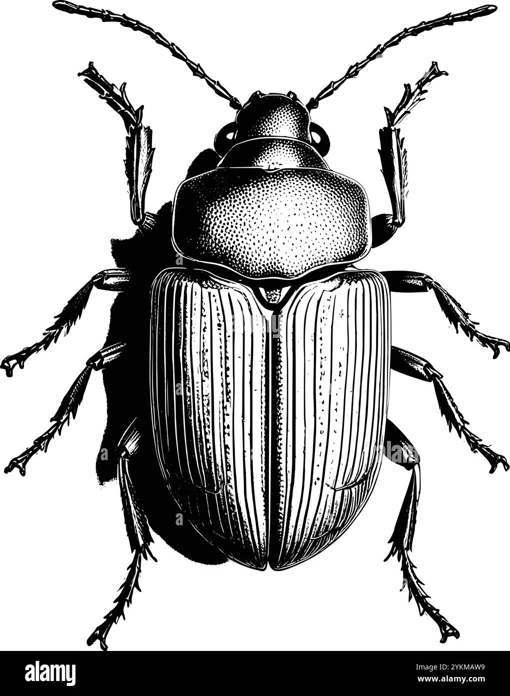 A detailed illustration of a beetle, showcasing its intricate body ...
