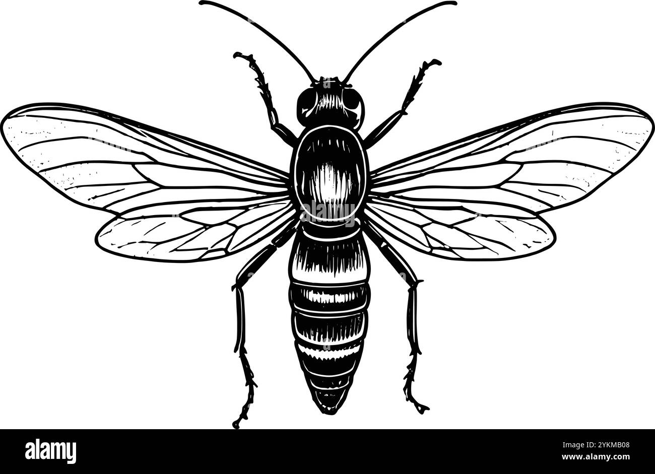 Detailed drawing showcasing hi-res stock photography and images - Alamy