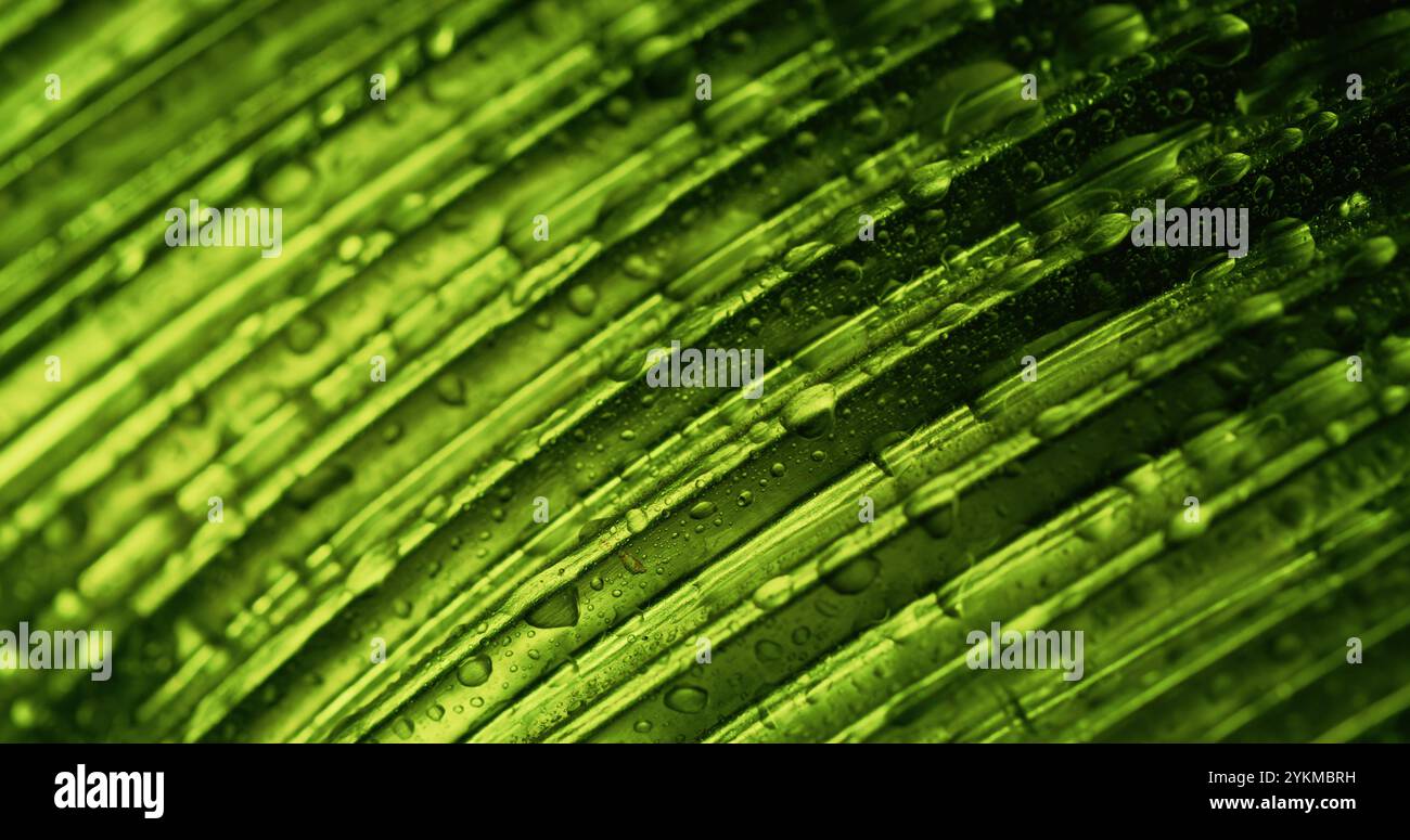 Green moisture. Raindrops flow. Clean water spill over striped grooved ...