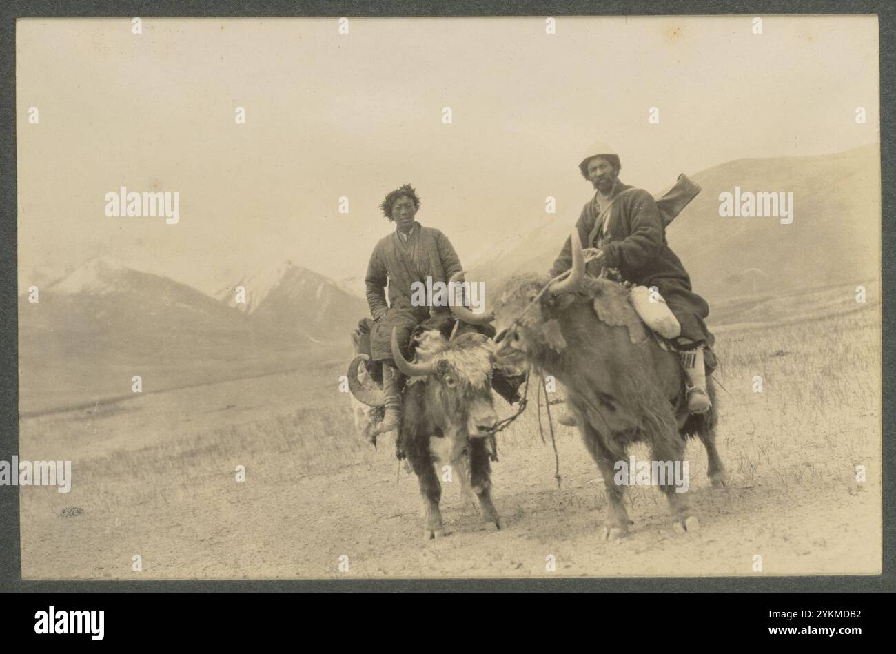Ovis poli hi-res stock photography and images - Alamy