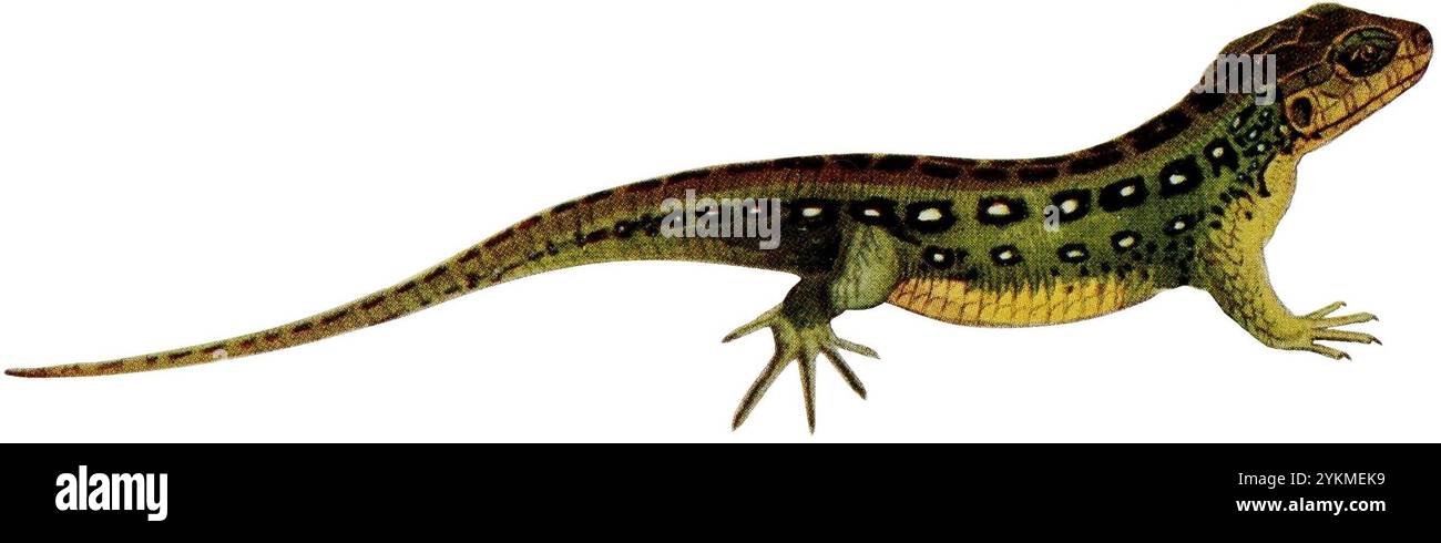 British reptiles, amphibians, and fresh-water fishes (1920) (Lacerta ...