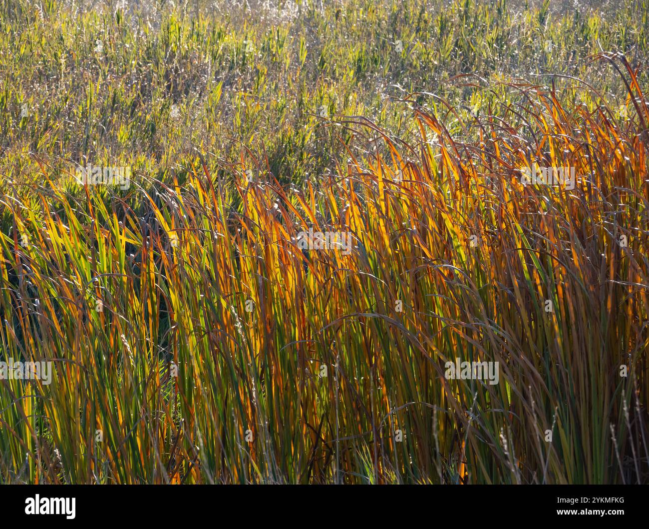 Backlit cattails with green leaves changing to gold and rust colors in ...