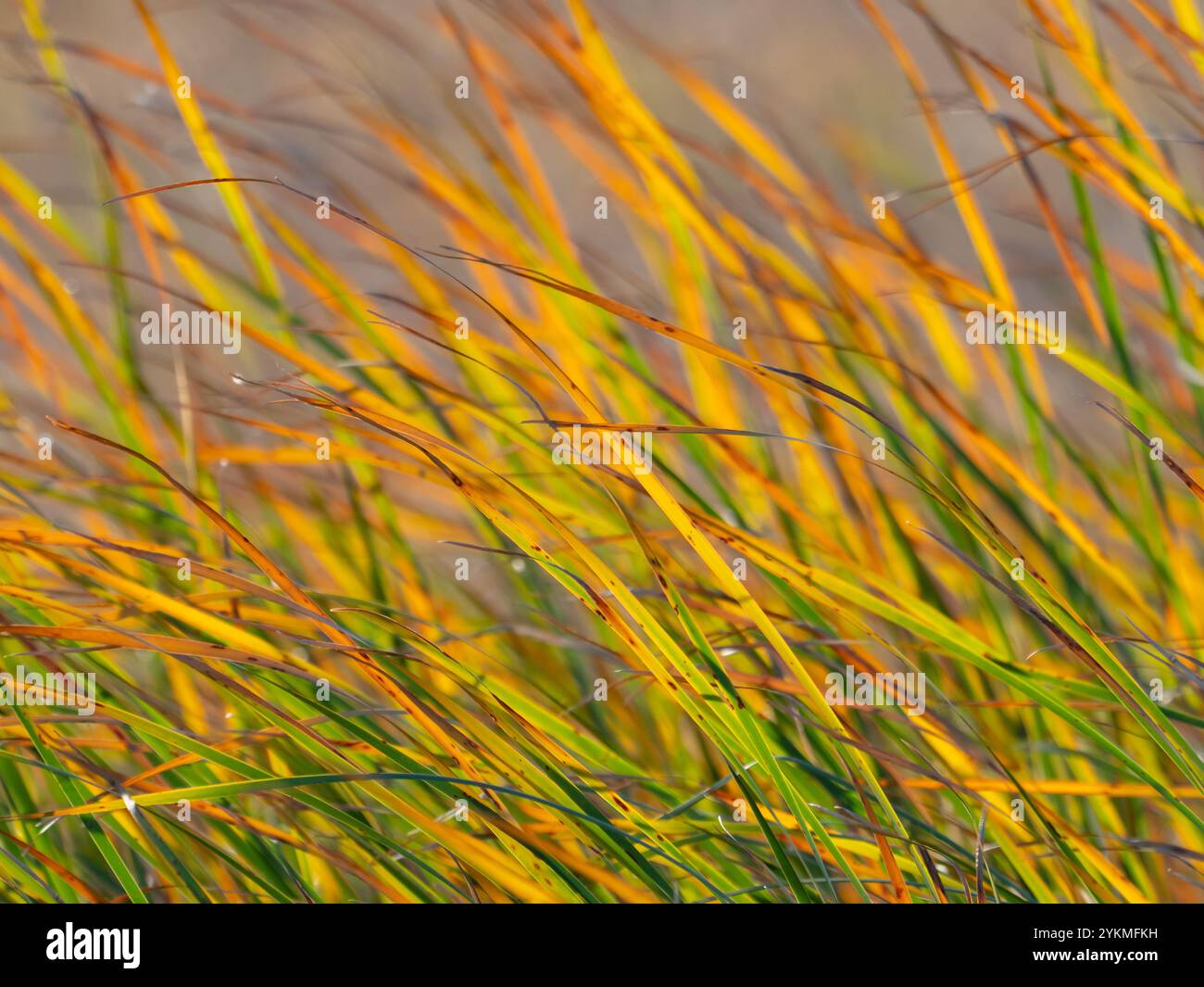 Close up of blades of cattail grass with leaves that are changing from ...