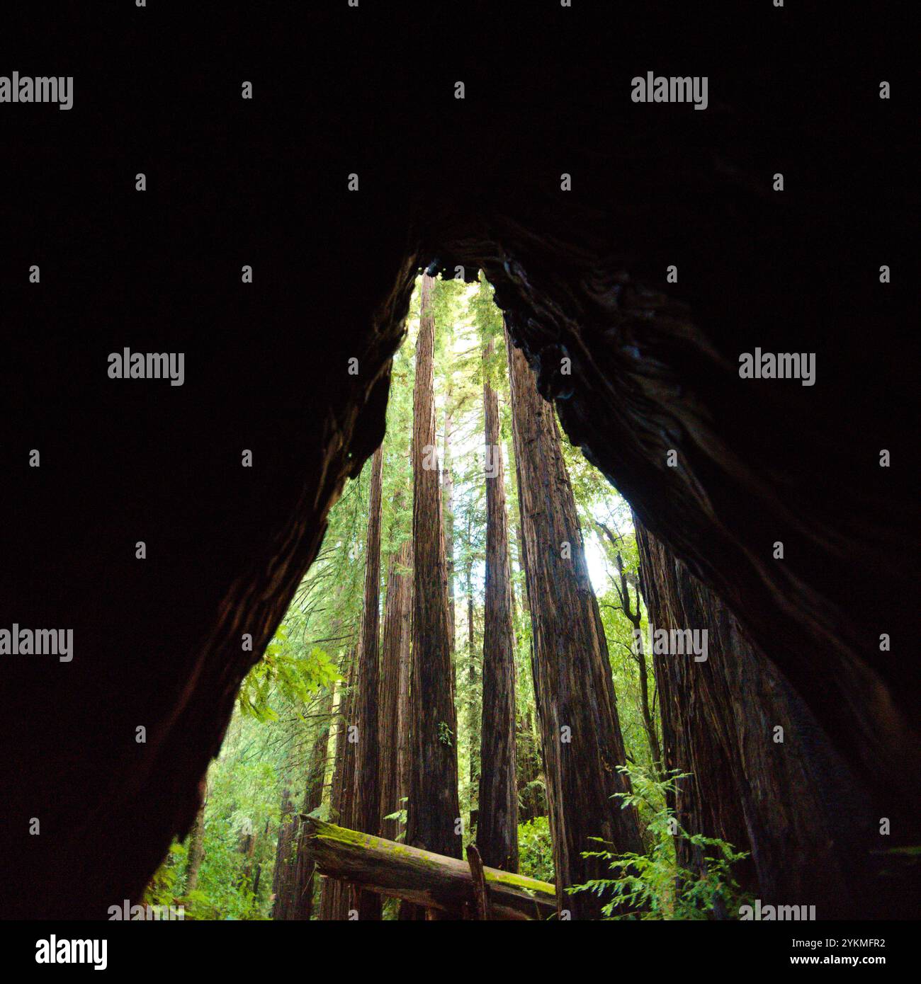 The view of a Ancient Redwood forest from the inside of large Redwood ...