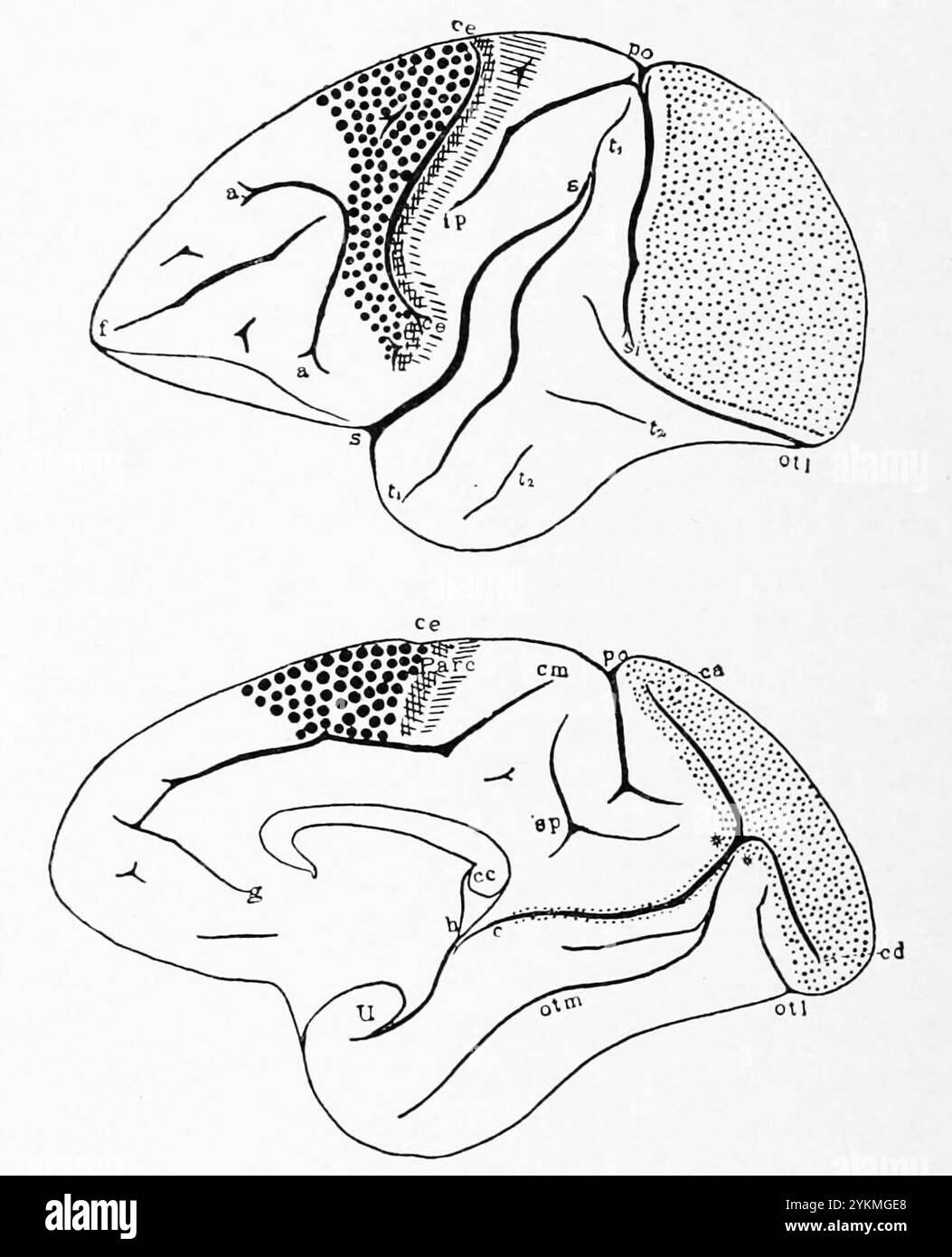 Postcentral gyrus hi-res stock photography and images - Alamy