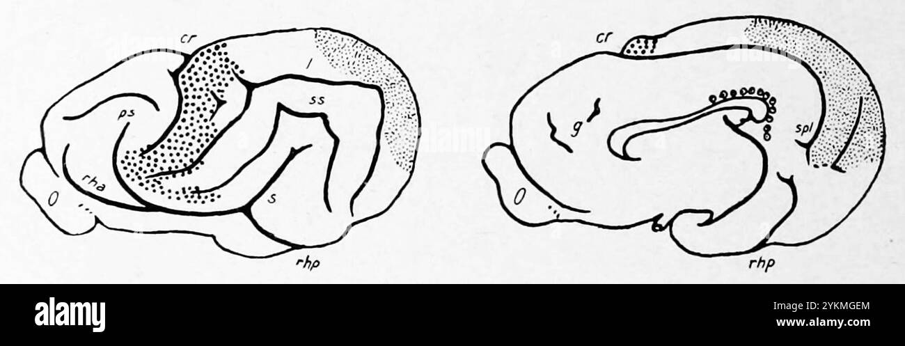 Brodmann area 4 and 17 in marten (K. Brodmann, 1909, p. 214, Fig. 116 ...