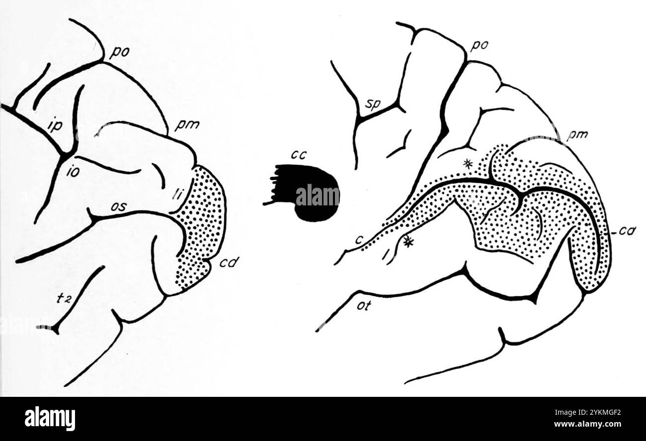 Fig 124 125 hi-res stock photography and images - Alamy