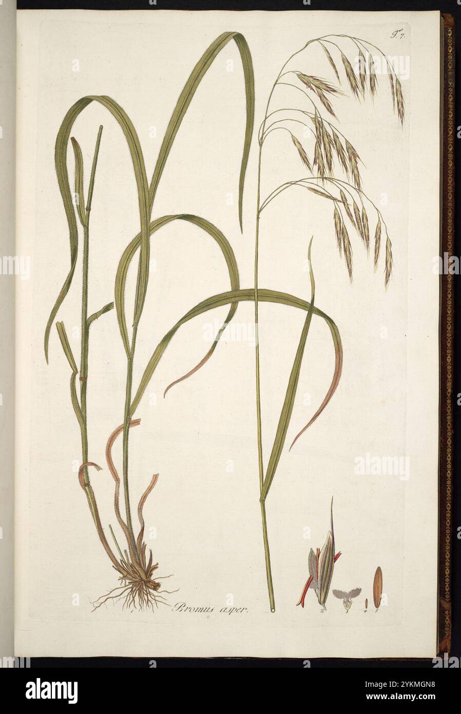 Bromus ramosus hi-res stock photography and images - Alamy