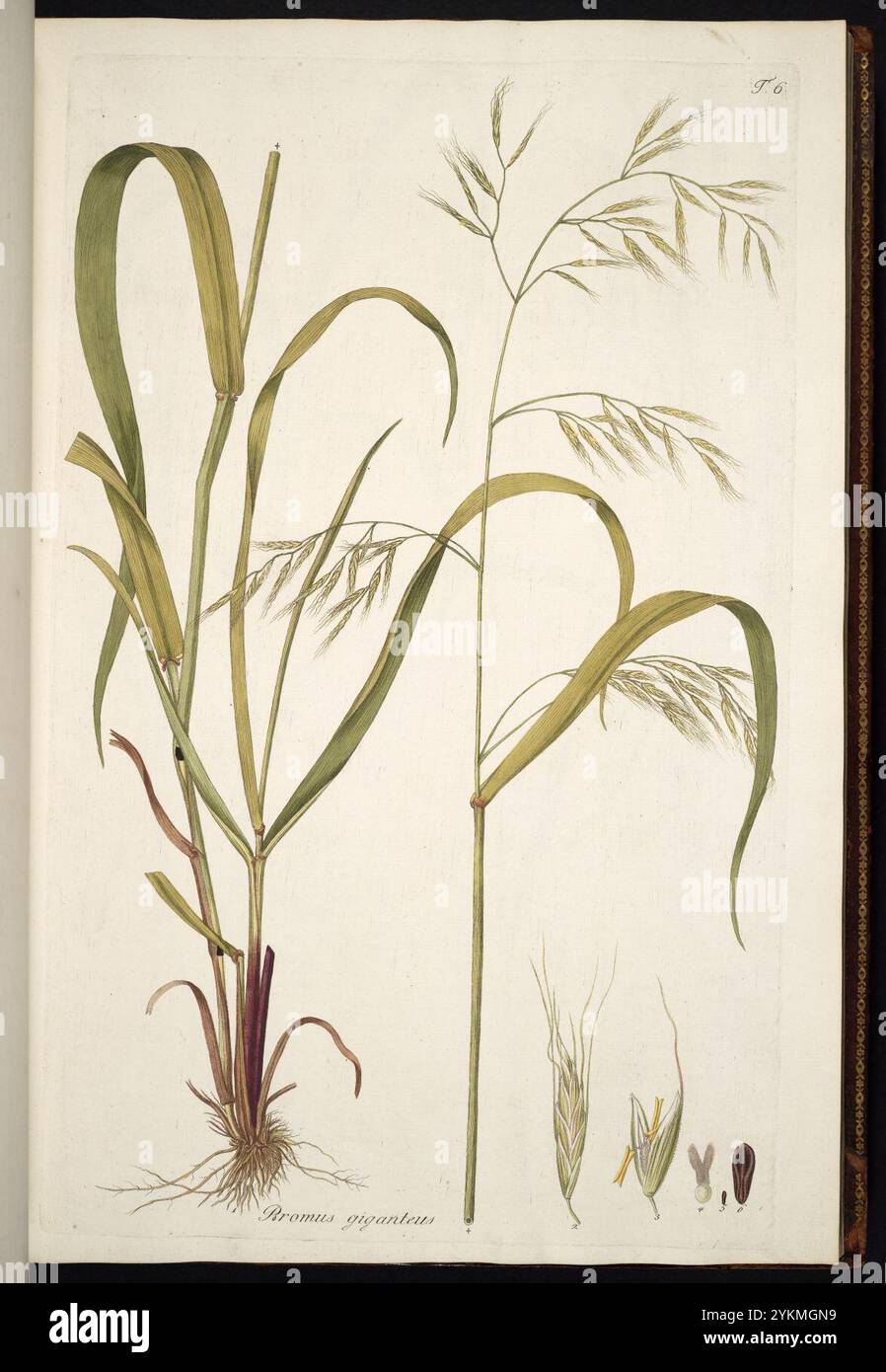 Bromus ramosus hi-res stock photography and images - Alamy