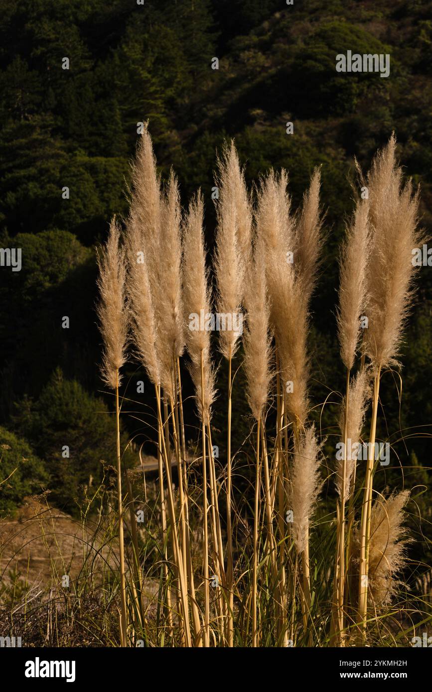 Wild grasses bask on a hillside of central California coast of Big Sur ...
