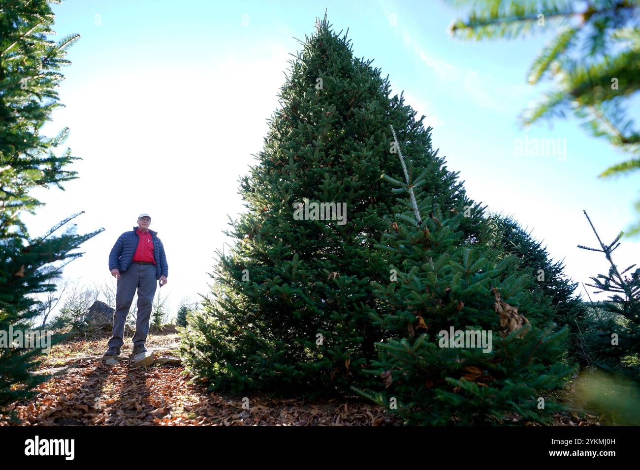 Sam Cartner Jr., co-owner of Cartner's Christmas Tree Farm, poses for a ...