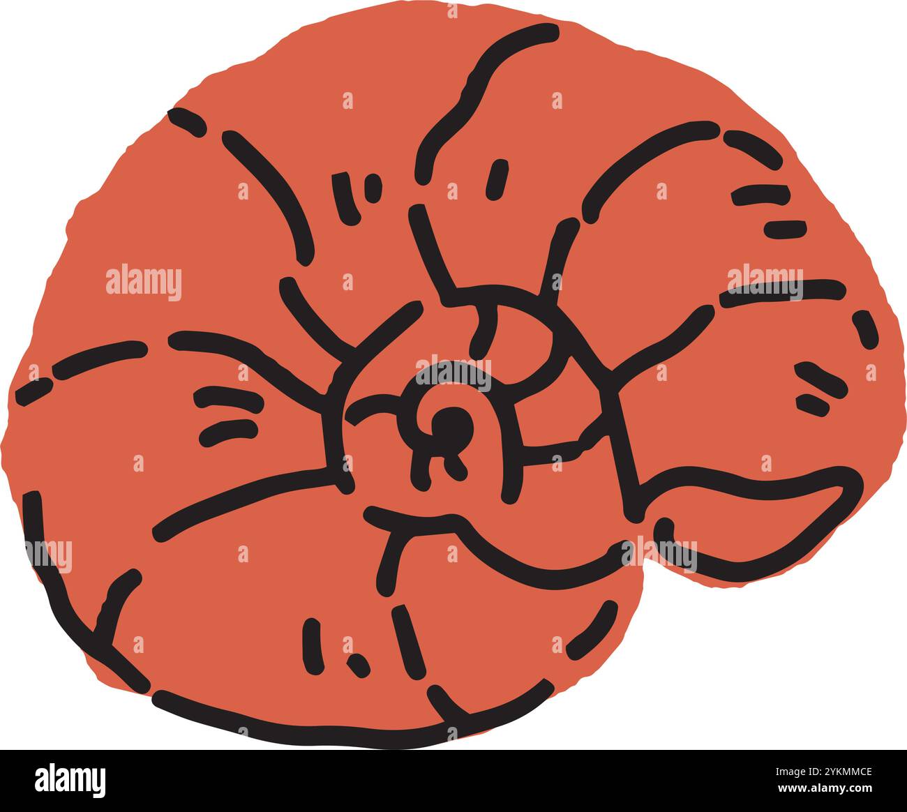 Abstract spiral shell vector illustration Stock Vector Image & Art - Alamy