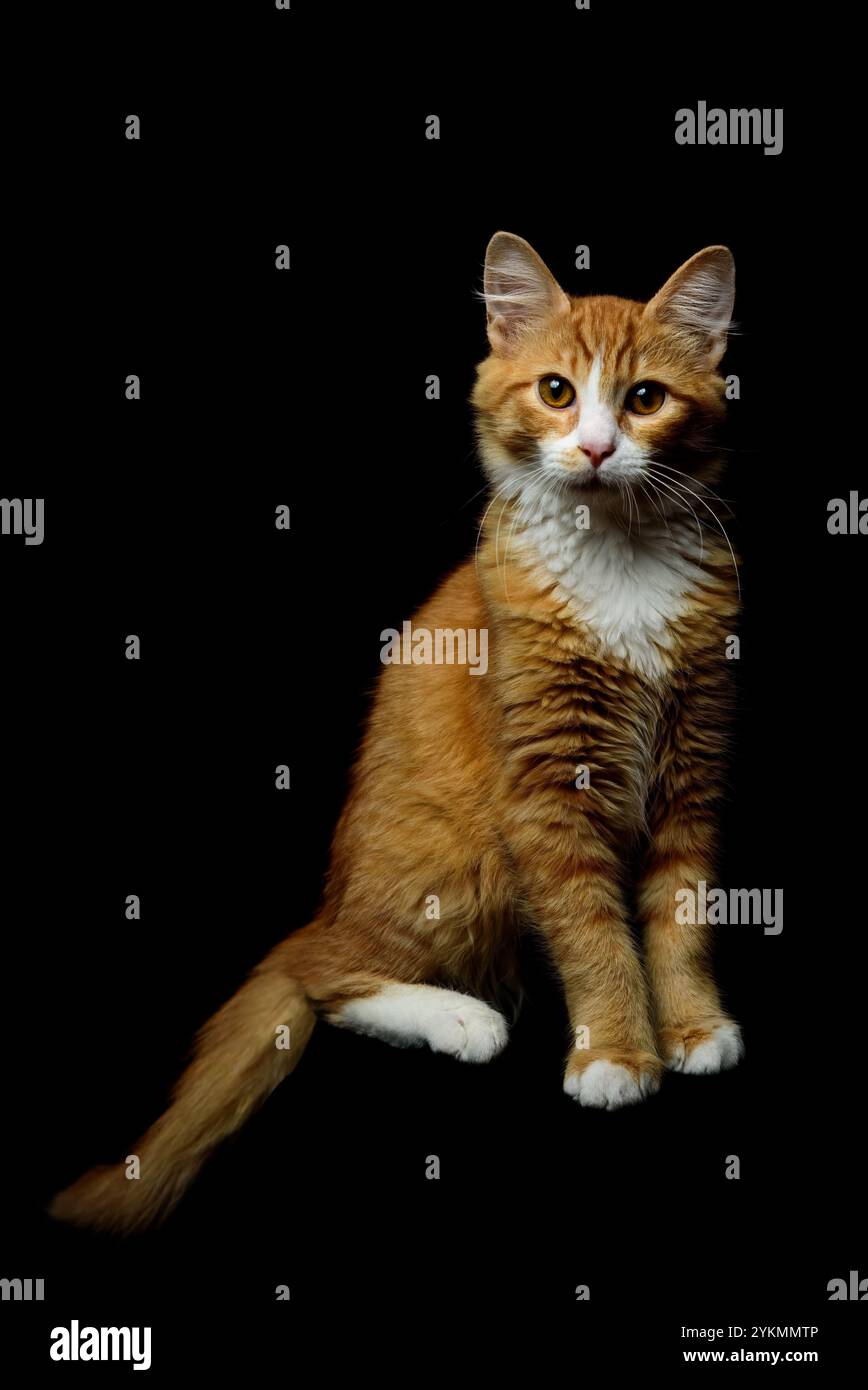Majestic Ginger Cat Looking at Camera Posing Against a Black Studio ...