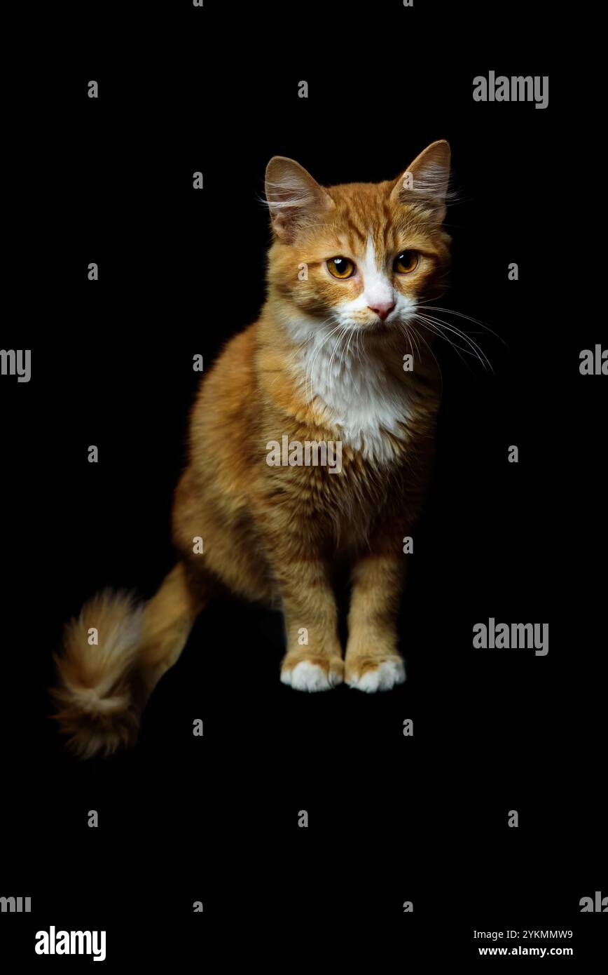 Majestic Ginger Cat Looking at Camera Posing Against a Black Studio ...