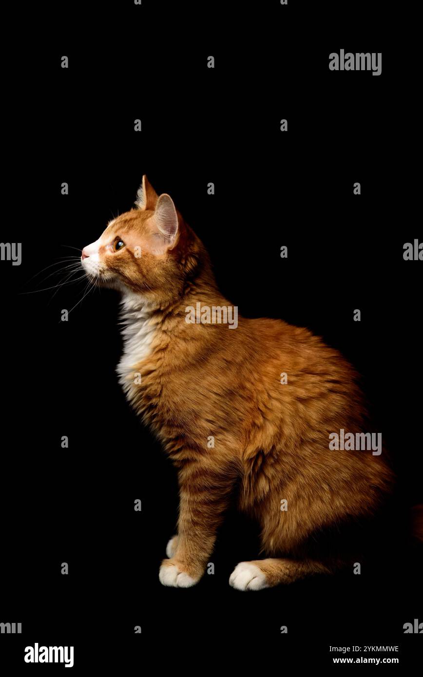 Majestic Ginger Cat Side View Posing Gracefully Against a Black Studio ...