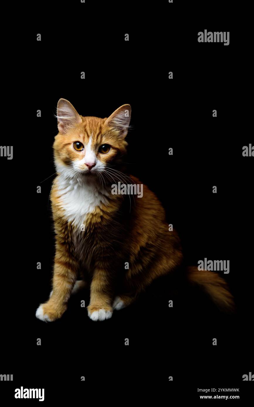 Majestic Ginger Cat Looking at Camera Posing Against a Black Studio ...