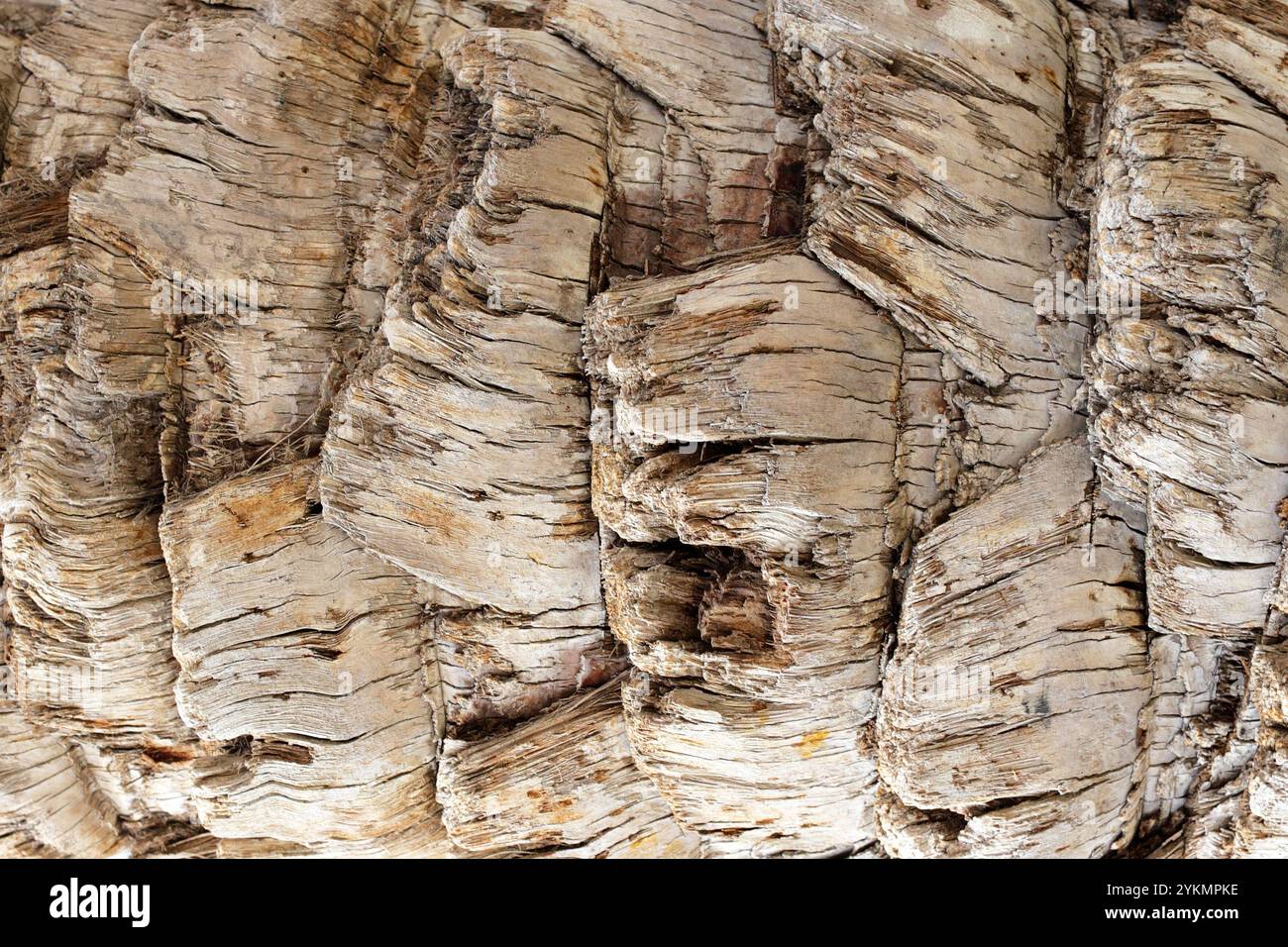 Wood texture of tropical tree Stock Photo - Alamy